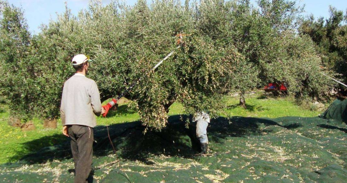 ΕΚΔΗΛΩΣΗ: “ Ο μαύρος ακανθώδης αλευρώδης “ – ΑΓΡΙΝΙΟ, 12/11/2025